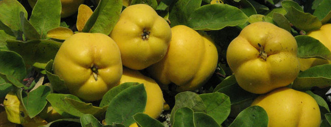 Dunja – izvor zdravlja, plodnosti i dugovečnosti | Dečji sajt