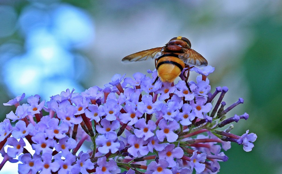Kalendar cvetanja biljaka | Dečji sajt