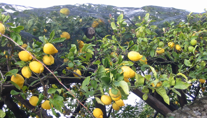Limun je lek za 21. vek | Dečji sajt